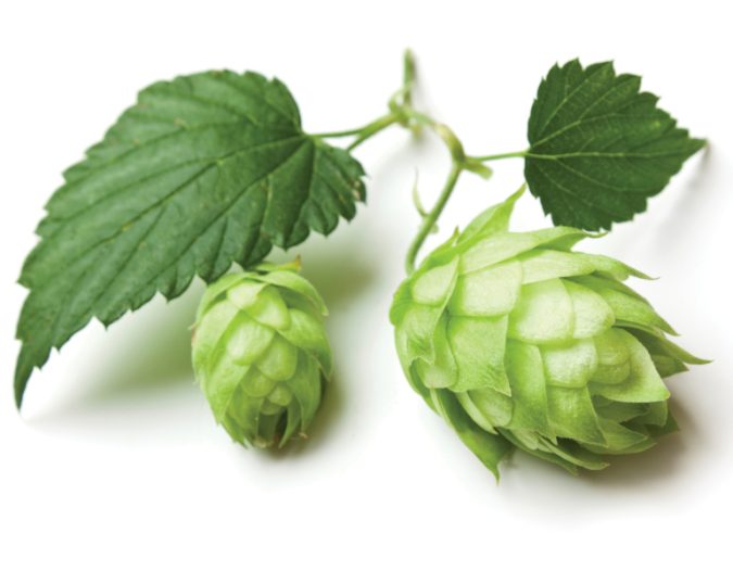 Dr. Sebi's Lupulo » The African Bio-Mineral Balance