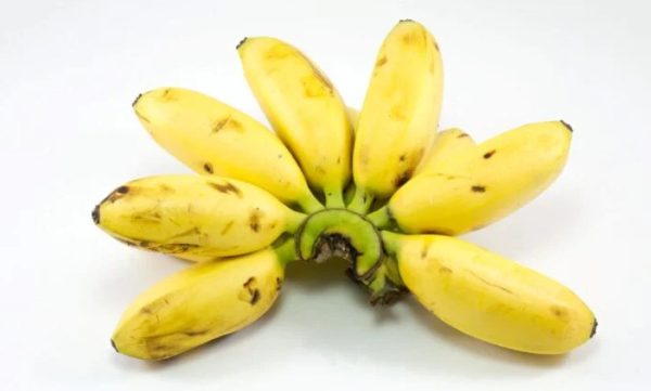 Wild Banana vs Domesticated and Hybrid Bananas (Dr. Sebi) » The African ...