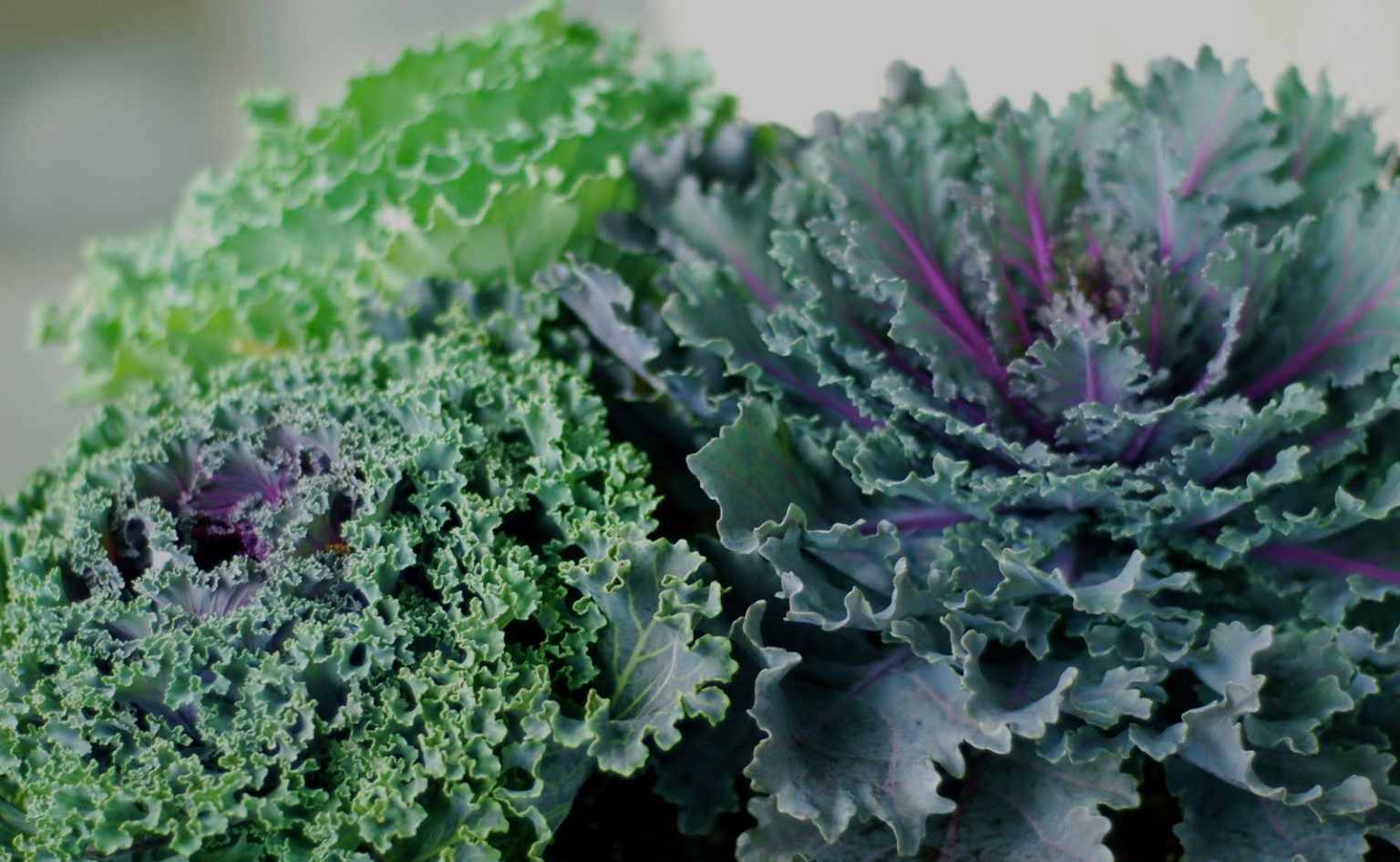 Kale is a Hybrid Leafy Green » The African Bio-Mineral Balance