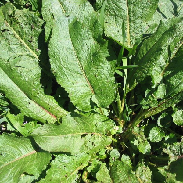 Yellow Dock: Traditional Uses and Benefits (Dr. Sebi Approved) » The ...