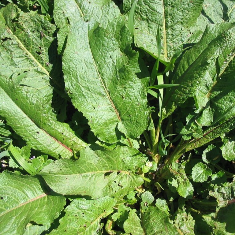 Yellow Dock: Traditional Uses and Benefits (Dr. Sebi Approved) » The ...