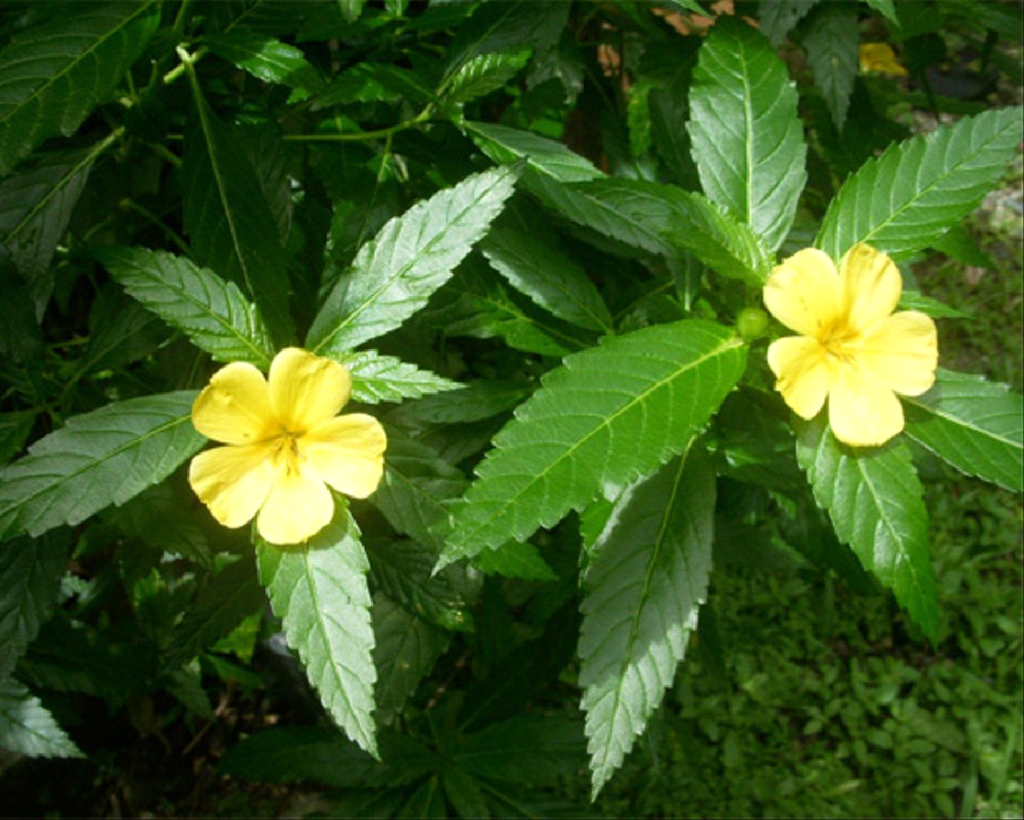 10 Traditional Uses of Yohimbe Bark (Dr. Sebi Approved) » The African ...