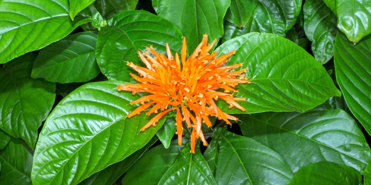 Dr. Sebi Approved Herb - Muicle » The African Bio-Mineral Balance