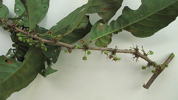 Capadulla Herb (Dulong, Capadulla Vine) - A Natural Aphrodisiac and ...