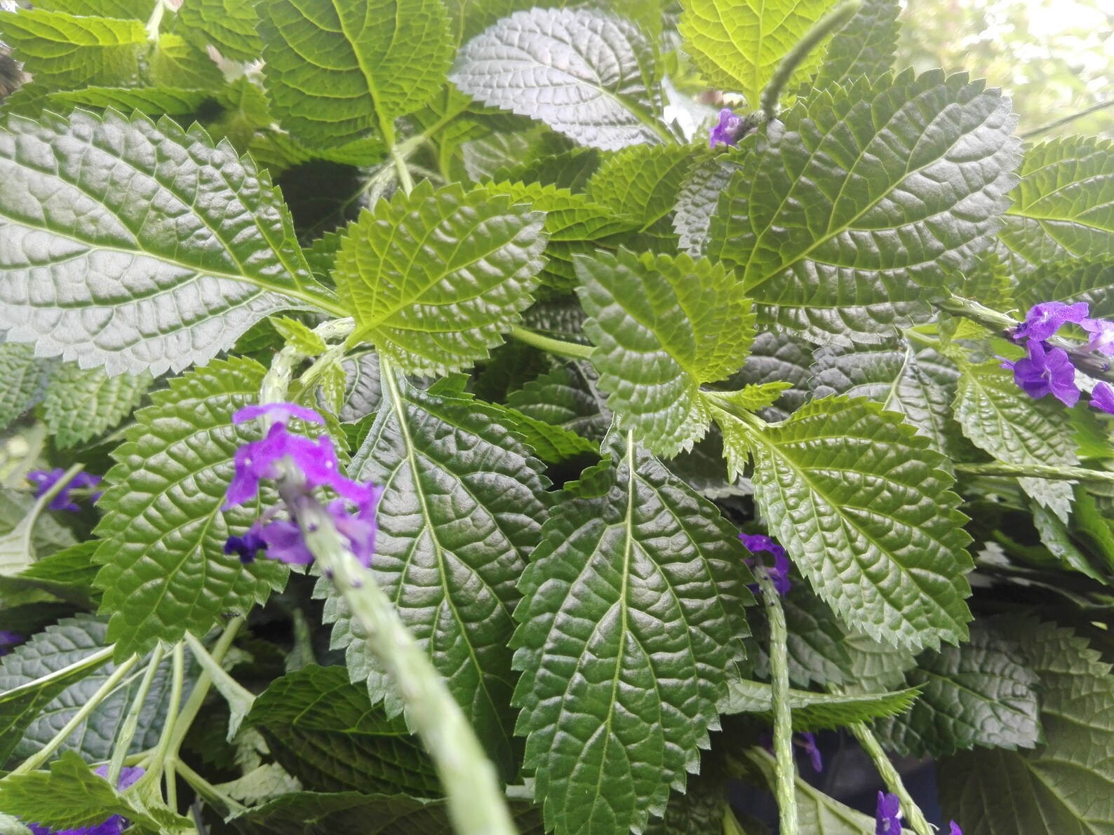 Jamaican Blue Vervain Herbal Formulas » The African Bio-Mineral Balance